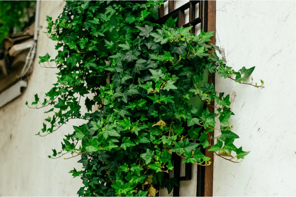 How to Get Rid of Ivy for Good - Coblands Garden Centre