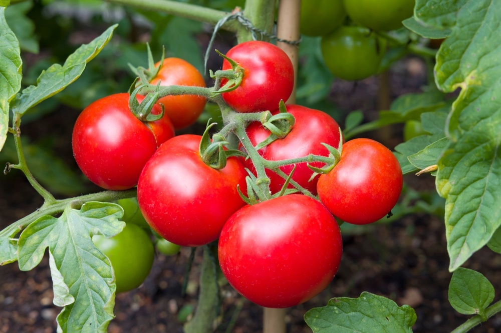 How to grow tomatoes - Coblands Garden Centre