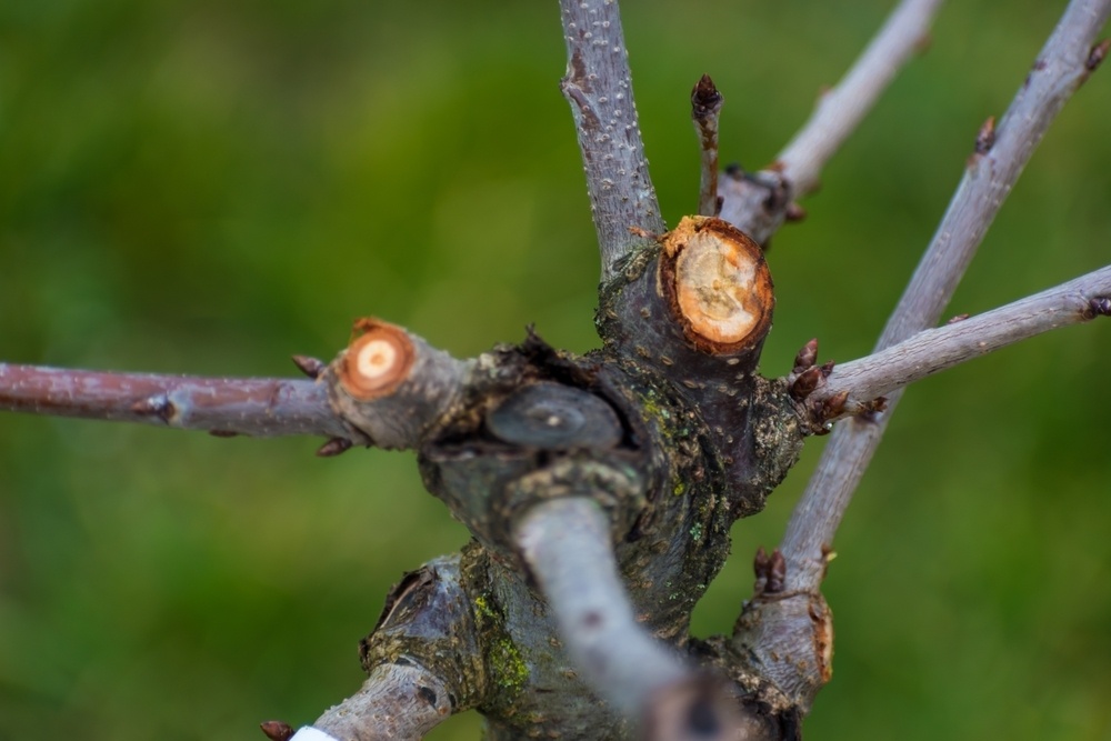 Pruning in autumn - Coblands Garden Centre